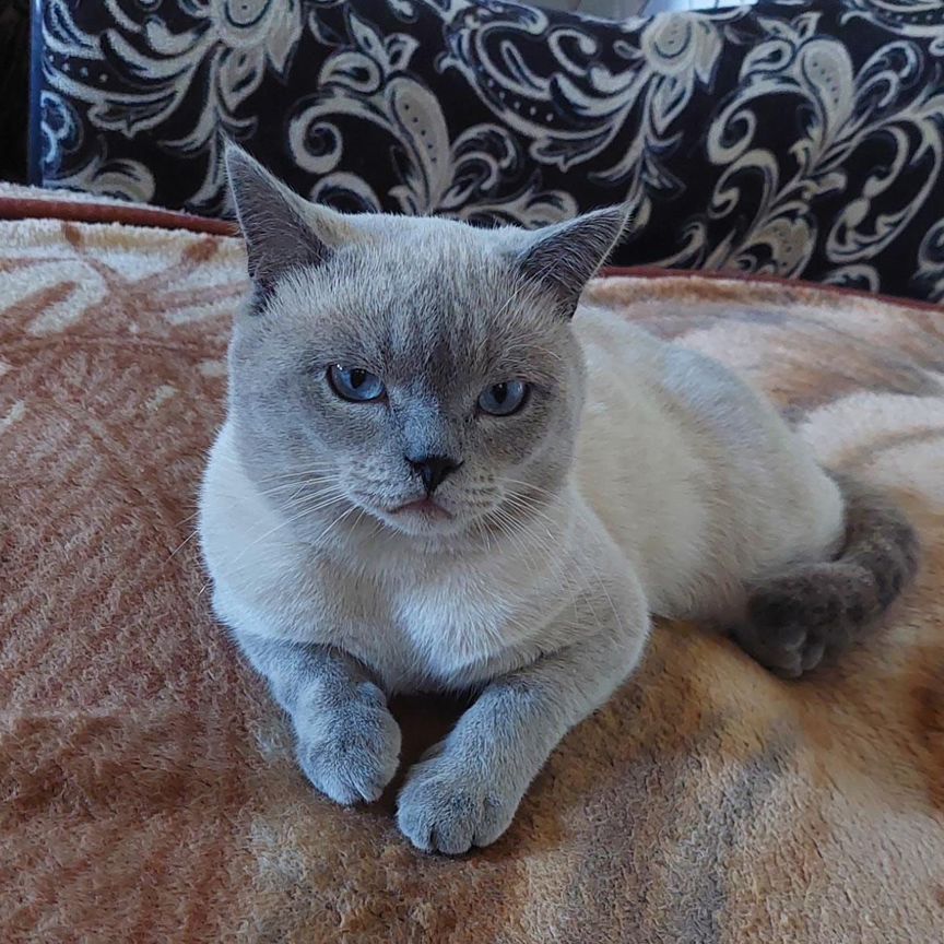 Отдам в добрые руки