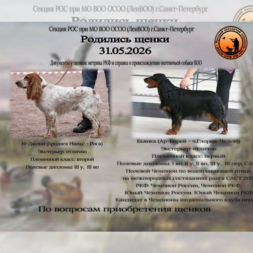 Русский охотничий спаниель, щенок