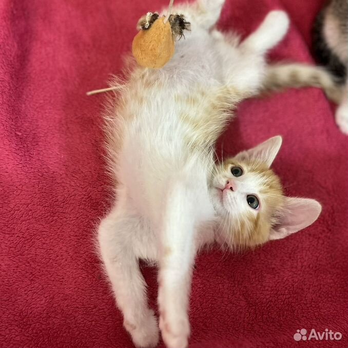 Бездомные котятки