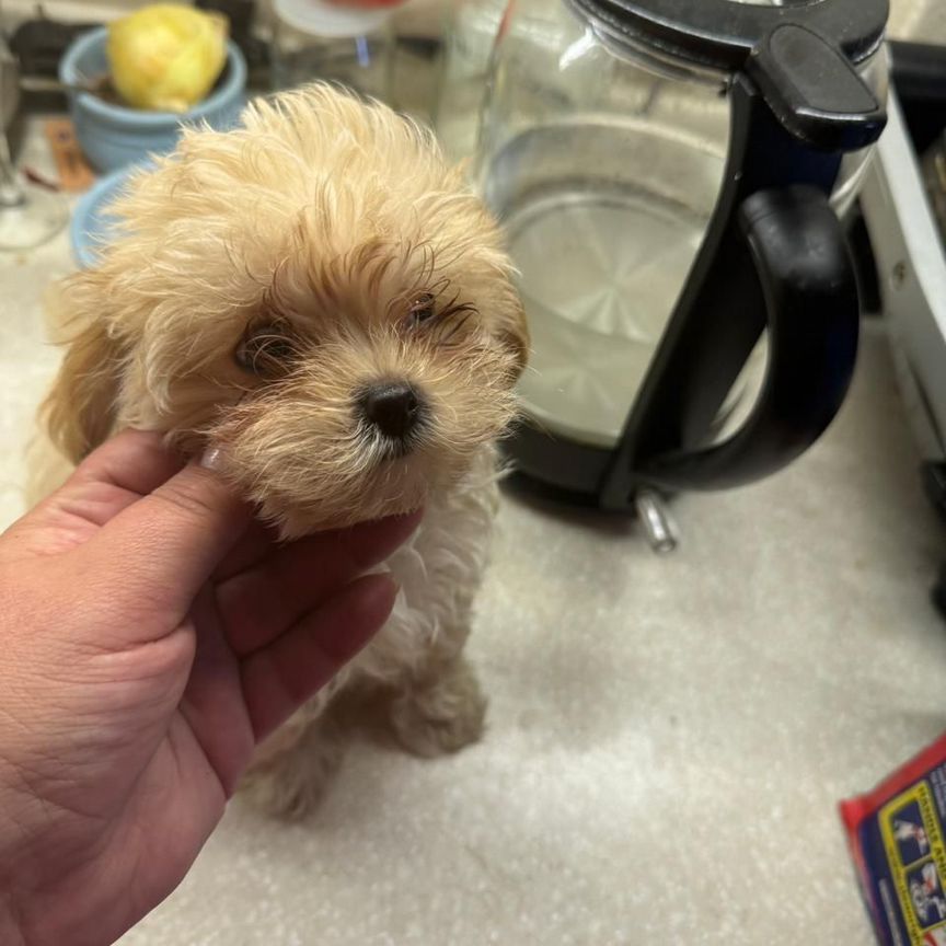 Мальтипу мини бэби фэйс