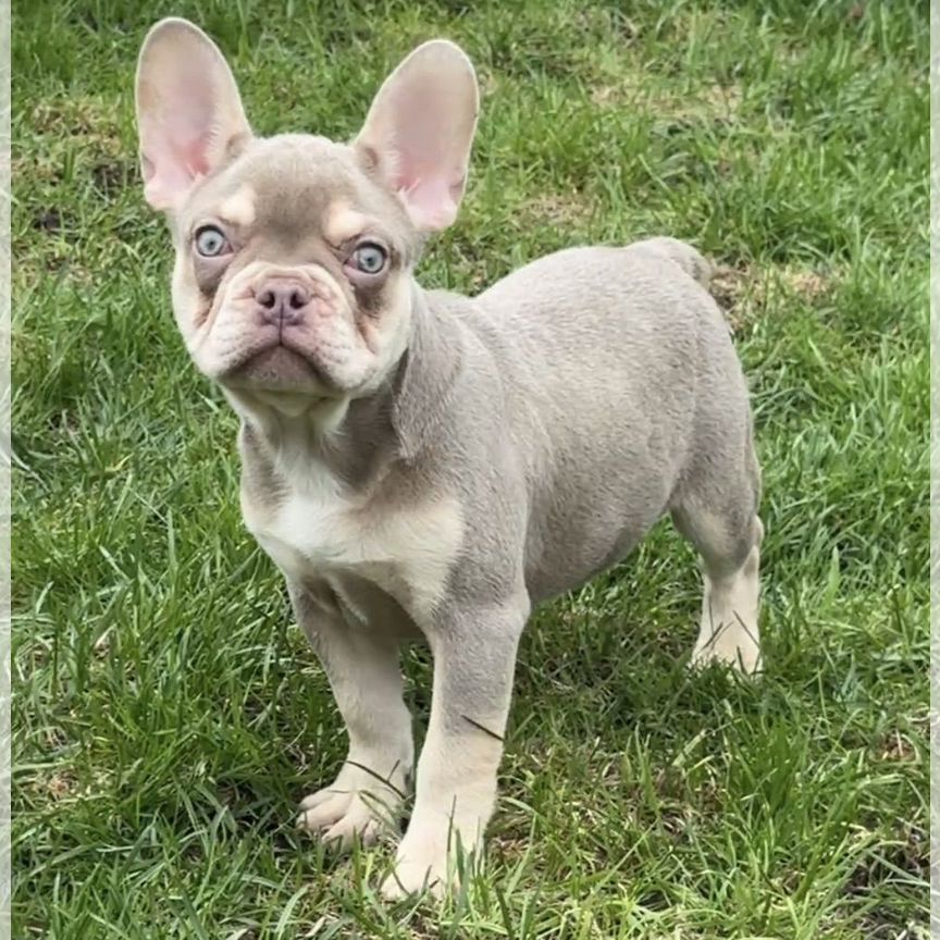 Французский бульдог, щенок