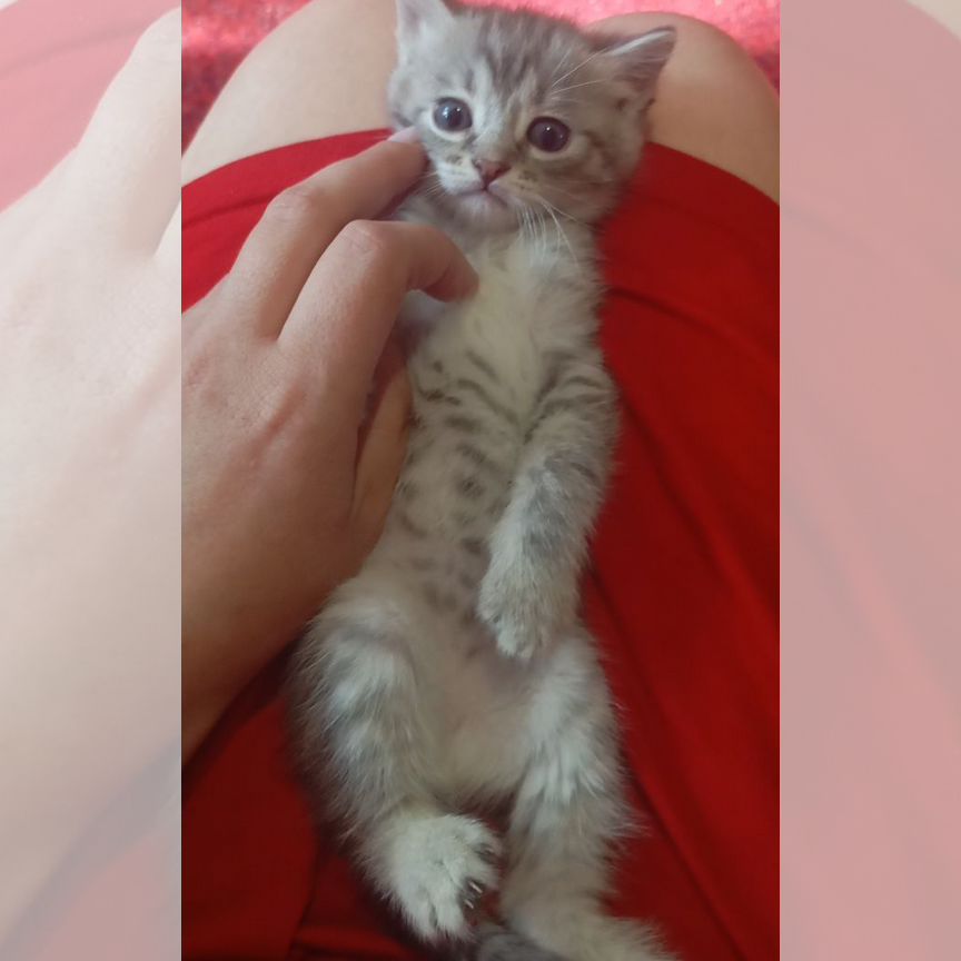 Шотландский прямоухий короткошёрстный котёнок
