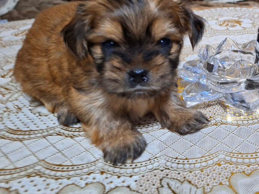 Маленькая собака