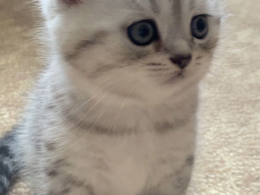 Шотланский котенок