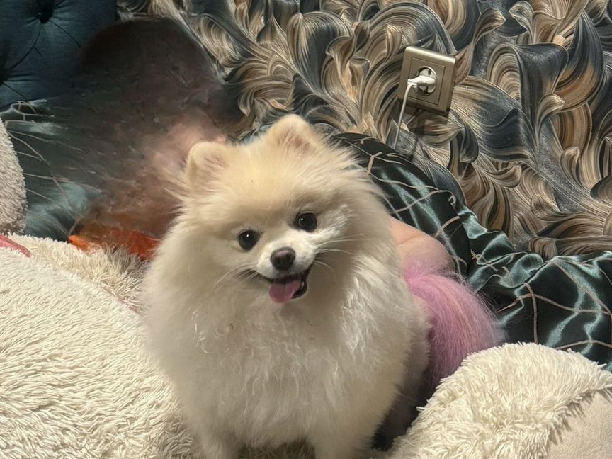 Белый померанский шпиц девочка