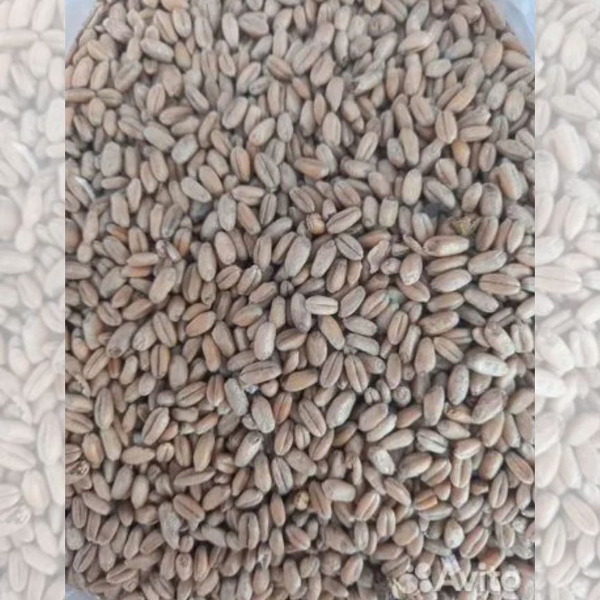 Пшеница мягкая