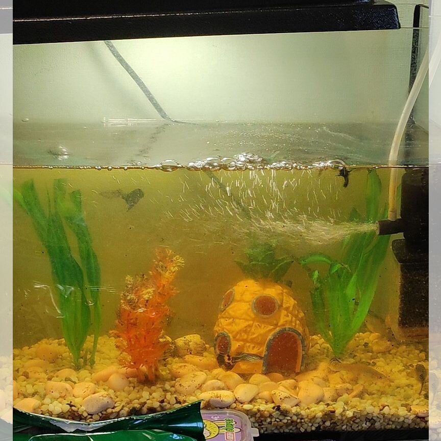 Рыбки гуппи