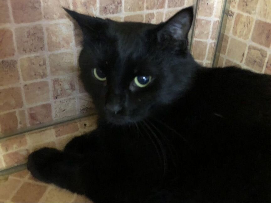 Котик в добрые руки