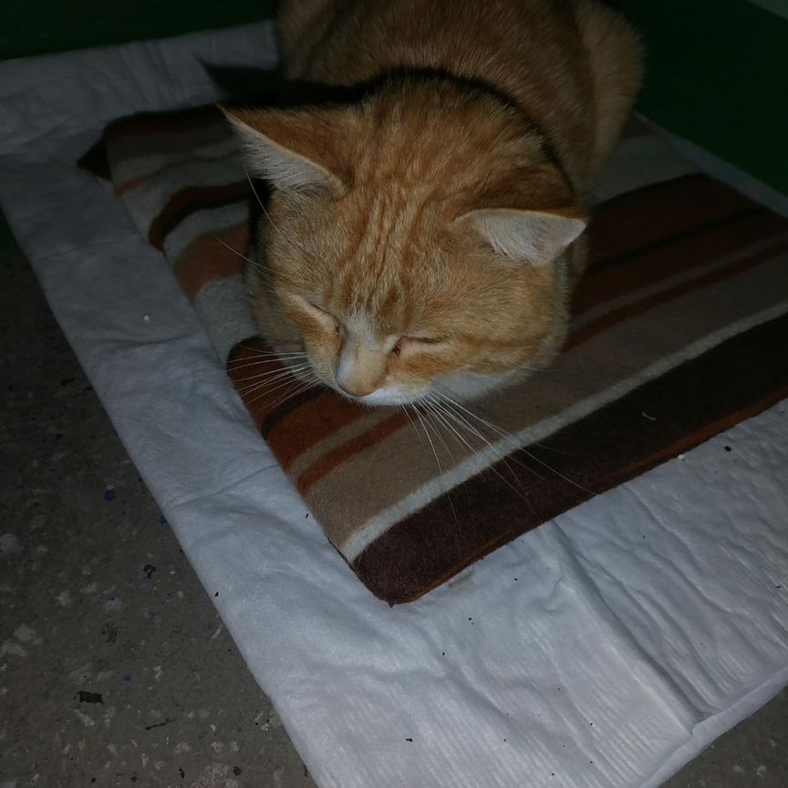 Рыжий котик-солнышко в добрые руки