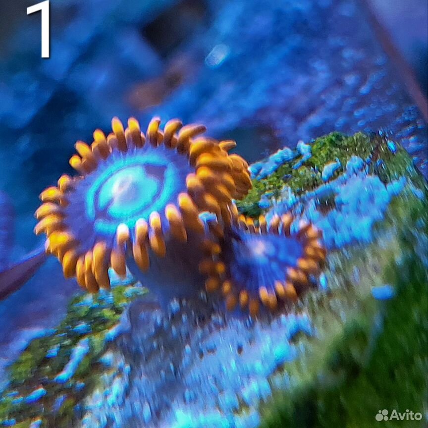 Корралы для морского аквариума