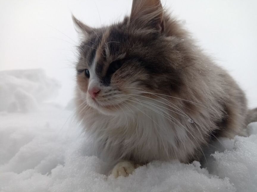 Кошка бесплатно