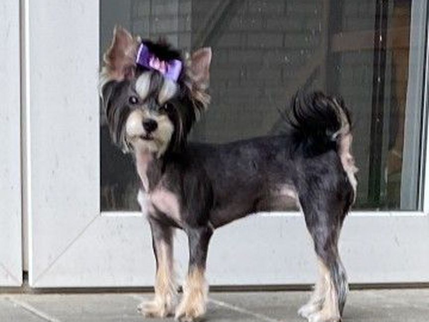 Щенки йорика