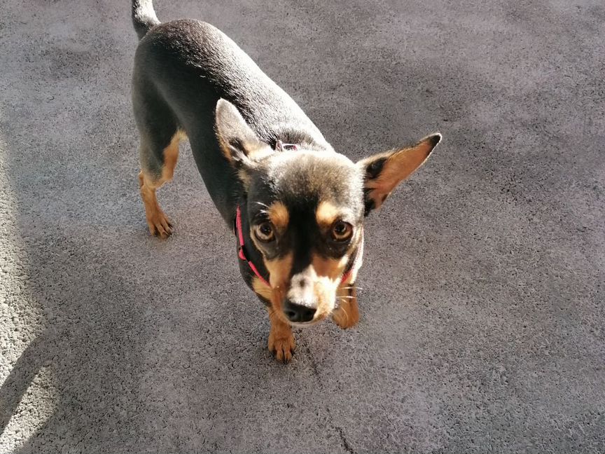 Метис девочка