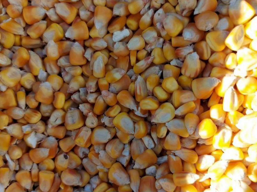 Соя, Кормовой ячмень на корм