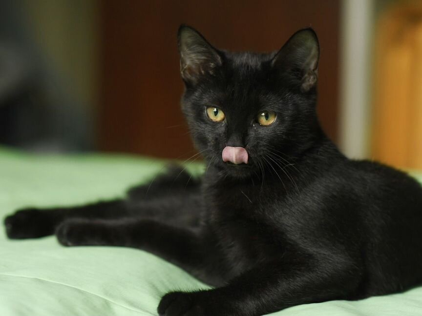 Котенок Лаки в добрые руки