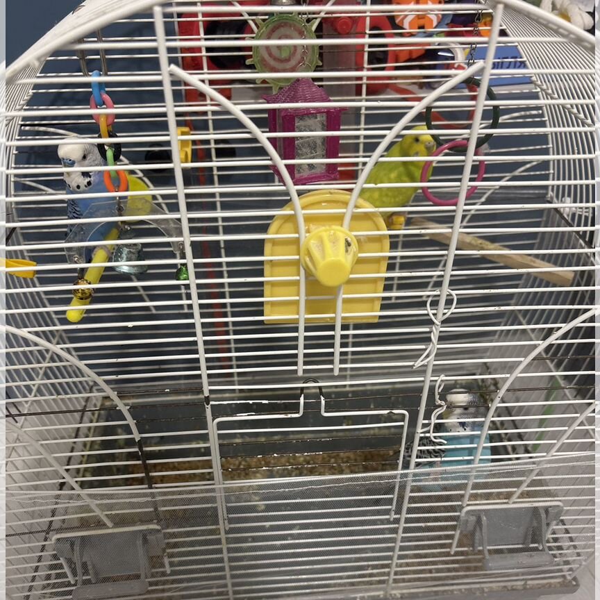 Волнистый попугай