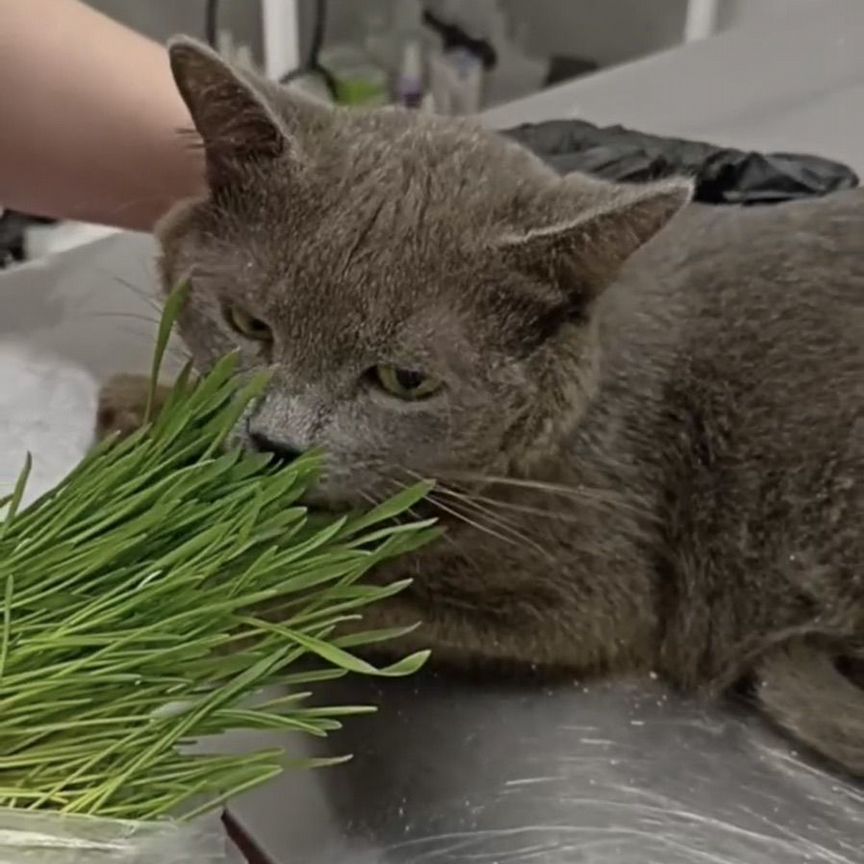 Котята в добрые руки мальчик