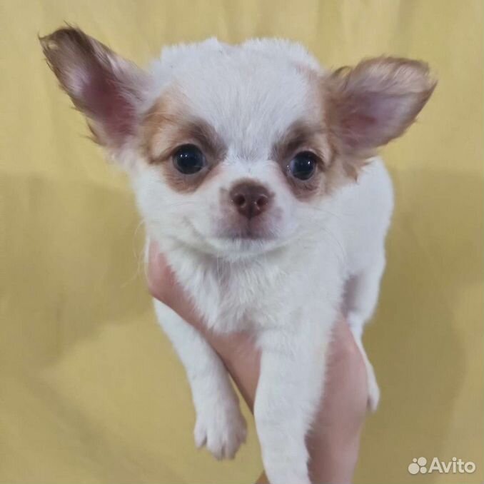 Чихуахуа мальчики готовы к переезду
