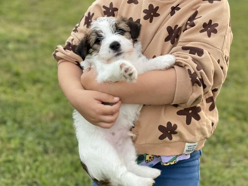 Джек Рассел терьер щенок Арнольд