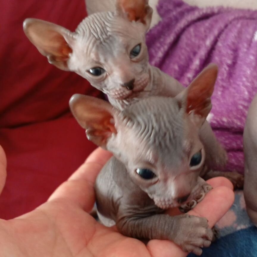 Донской сфинкс котёнок