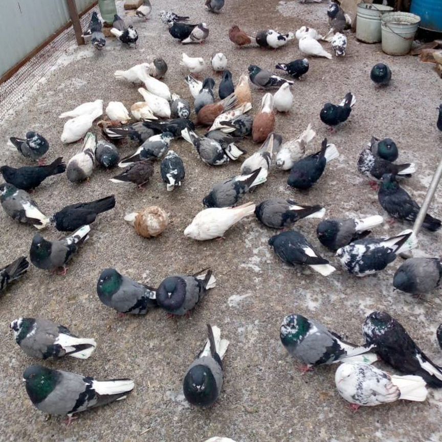 Продажа голубей