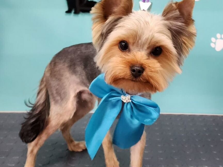 Йоркширский терьер мини