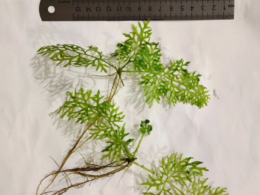 Индийский папоротник