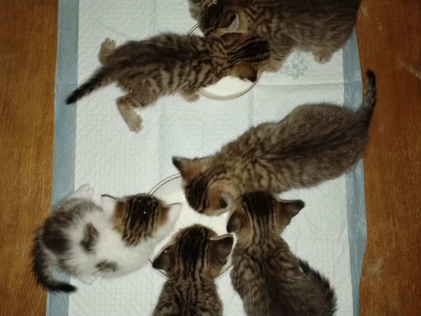 Котята в добрые руки