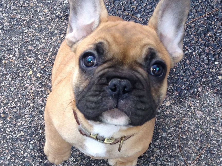 Щенки французского бульдога