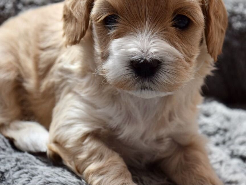 Maltipoo