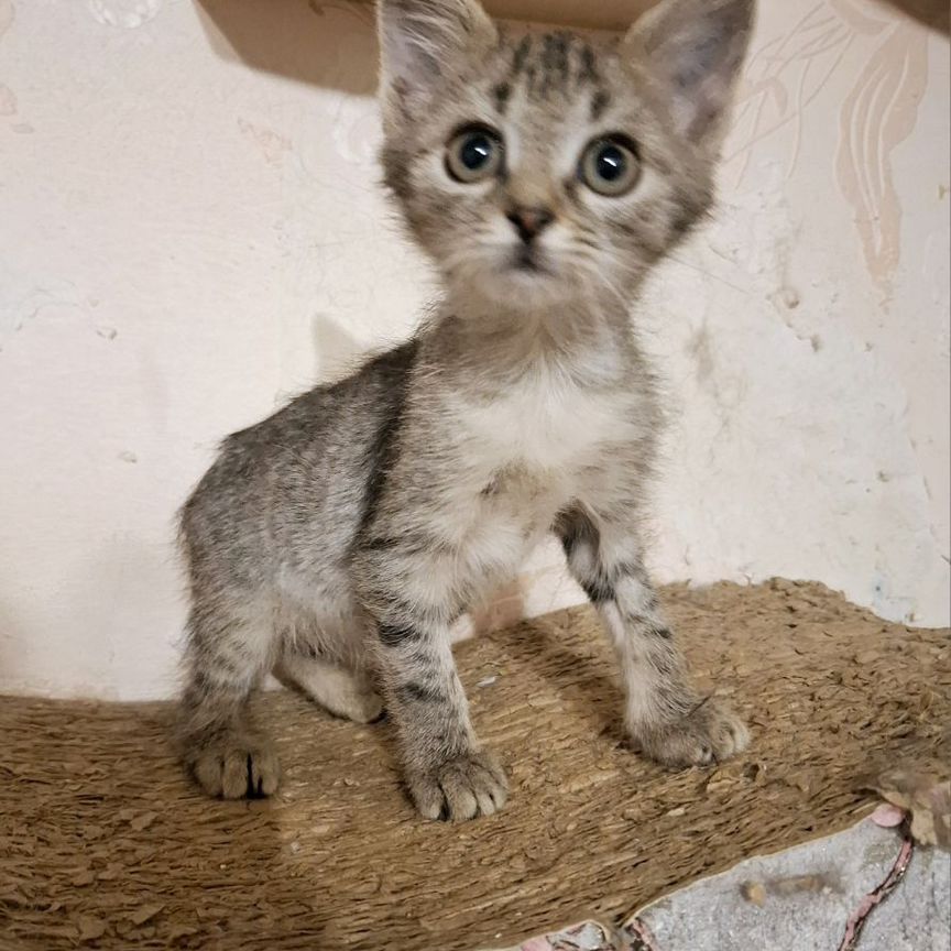 Котёнок Чарли в добрые руки
