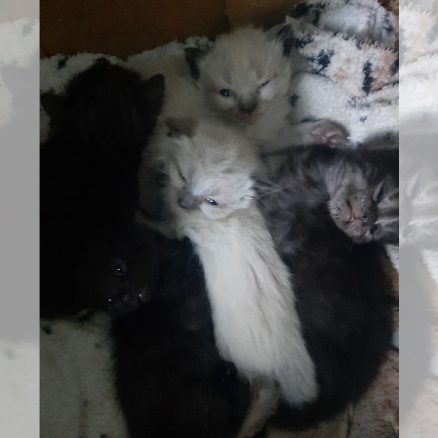 Котята в добрые руки 10р