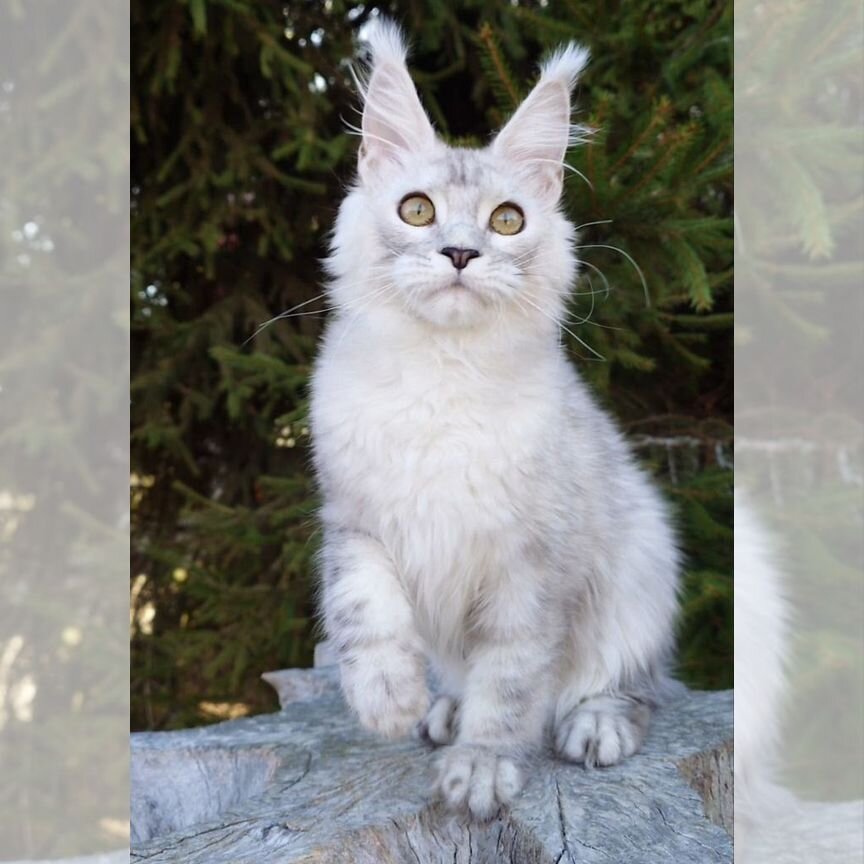 Мейн-кун котёнок