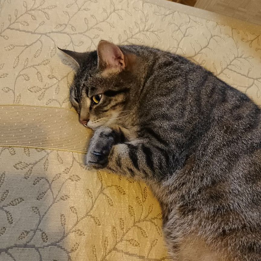 Котик ищет дом