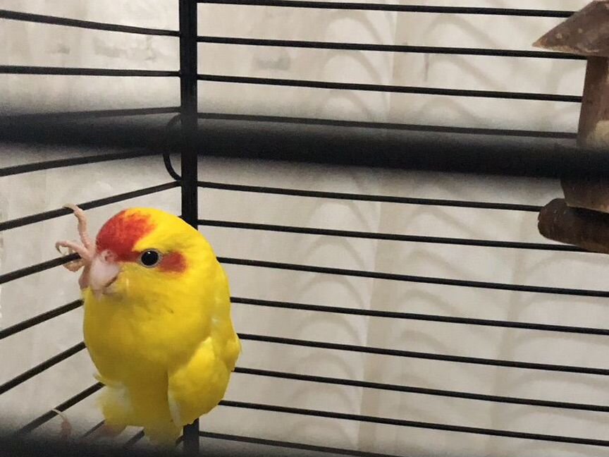 Попугаи новозеландские какарики