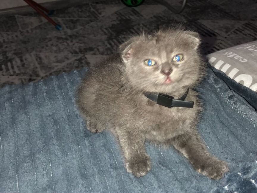 Котенок породистый