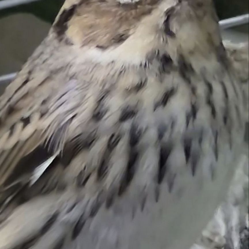 Овсянка крошка