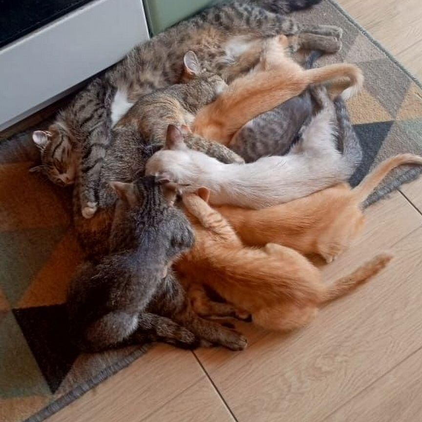 Котята в добрые руки