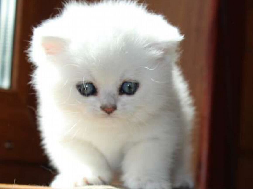 Серебристый британец