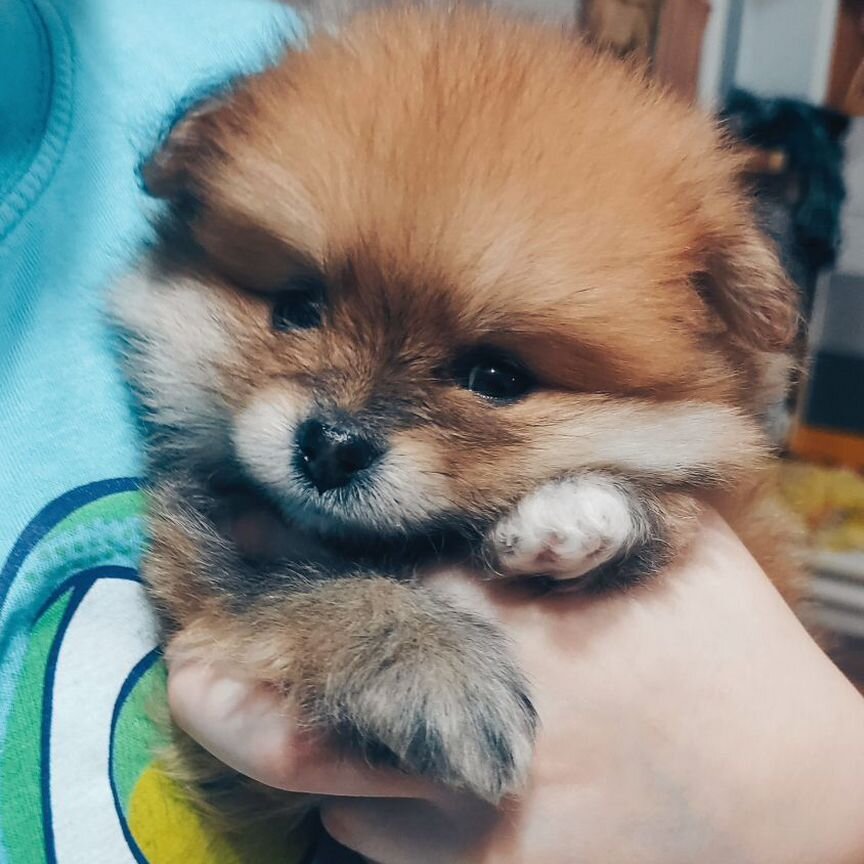 Померанский шпиц