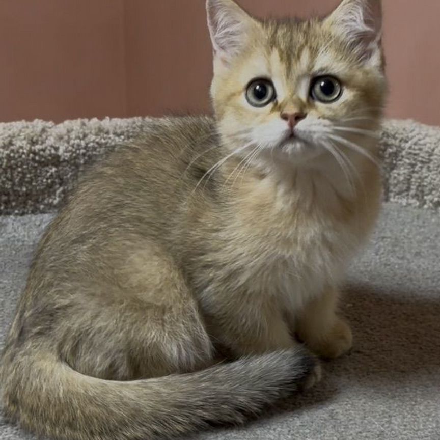 Британский короткошёрстный котёнок