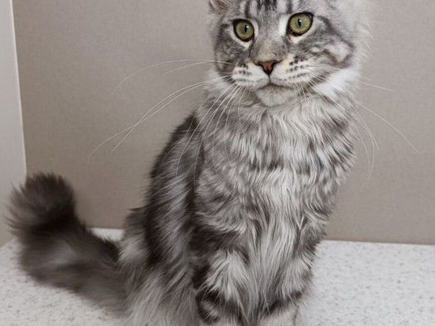 Котёнок Мейн Кун