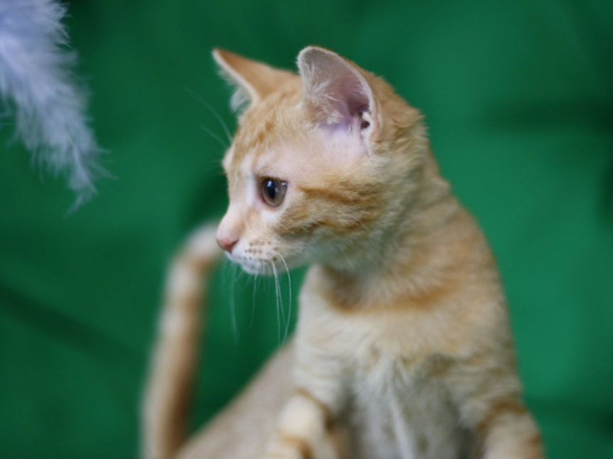 Рыжий котёнок бесплатно в добрые руки