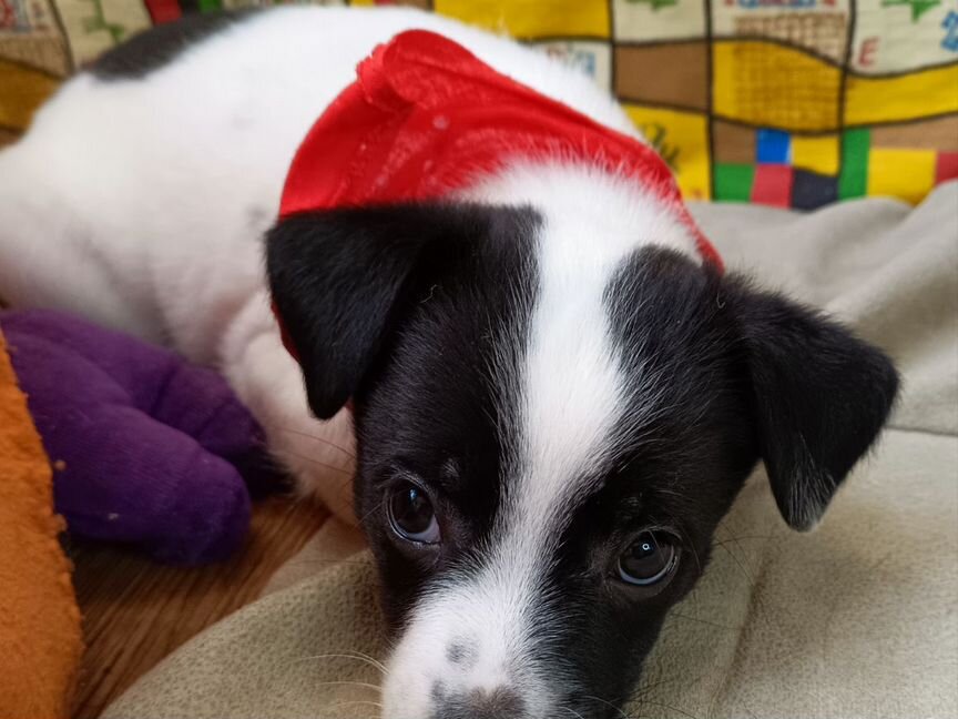 Ксолоитцкуинтли в шерсти