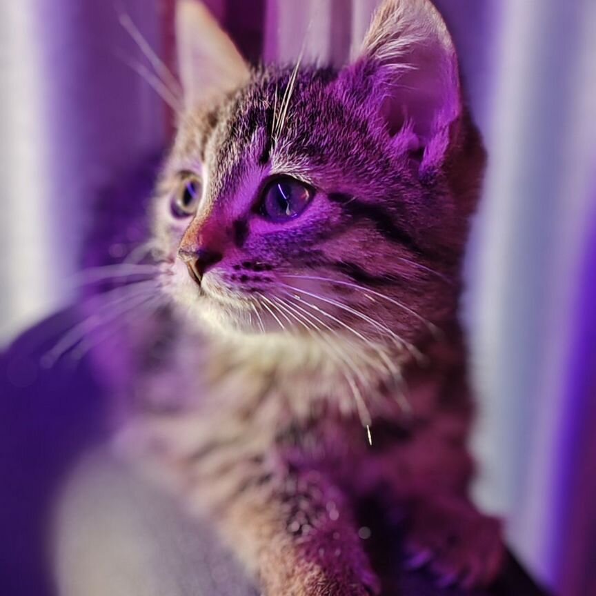 Котенок в добрые руки