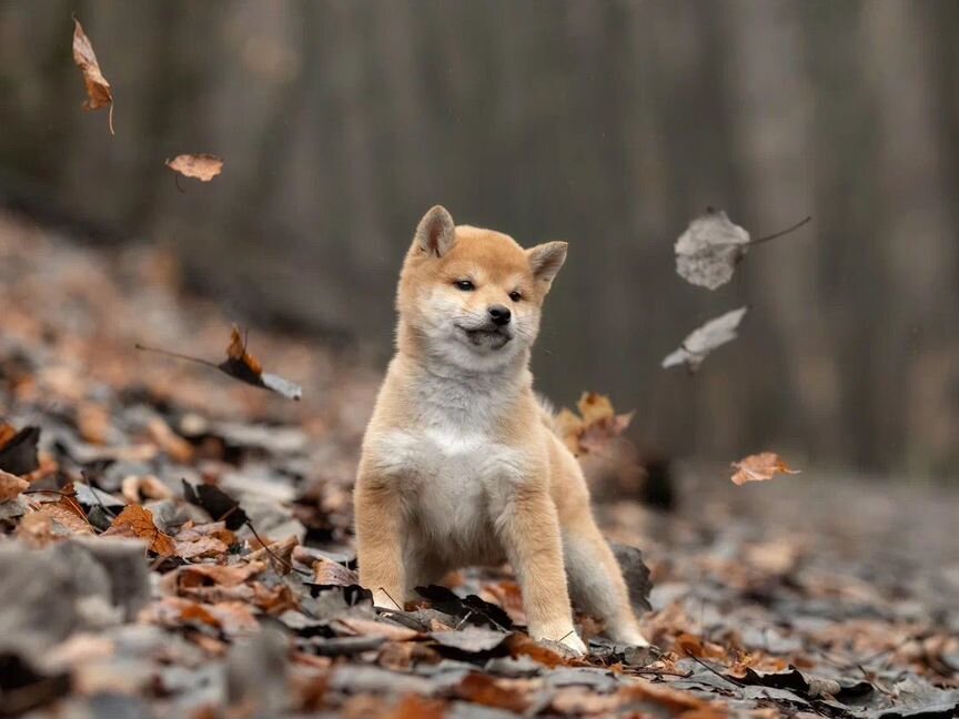 Щенок сиба ину (шиба ину), девочка