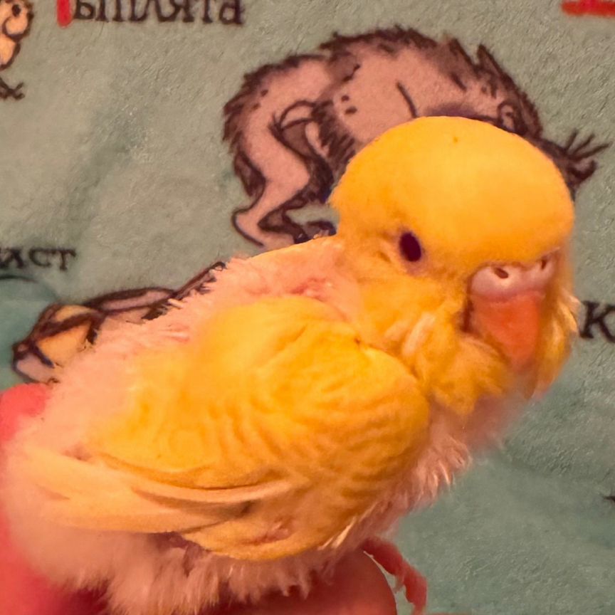 Волнистый попугай лютино