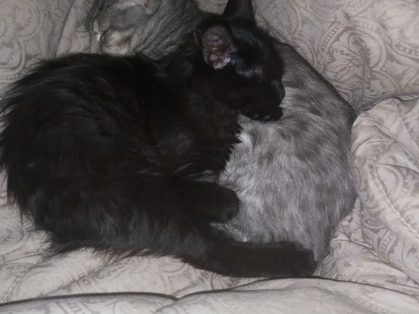 Кошки в добрые руки бесплатно