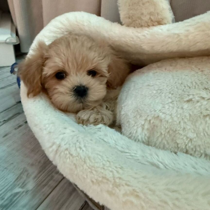 Мальтипу высокопородная f1 мини baby face