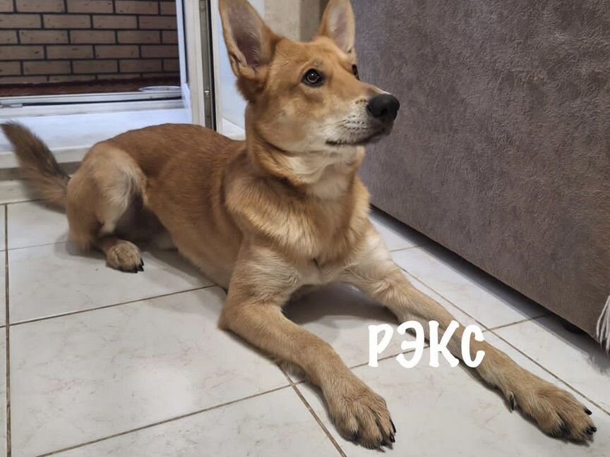 Собака в добрые руки отдам бесплатно